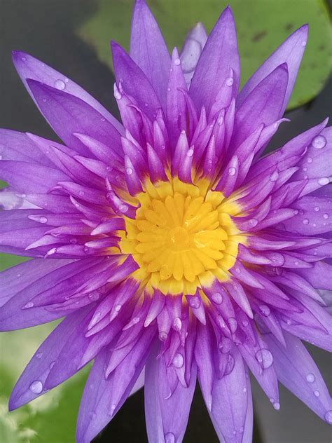 Hiru Plants ️ ️spidy Blue ️ ️ මල් සහිත Spidy Blue