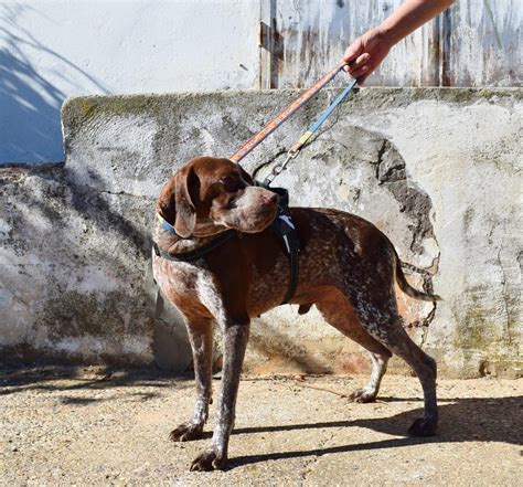 Jerry Pointers In Need English Pointer Rescue And Rehoming