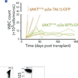 TAL1 AKT E17K Malignant Cells Are Transplantable A Survival Plot