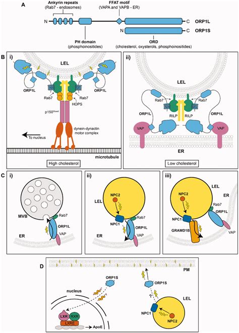 Cellular Functions Of Orp1 A Structure Of Orp1l And Orp1s B The