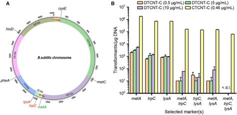 Efficiency Of Natural Transformation In B Subtilis Using Live Donor Download Scientific