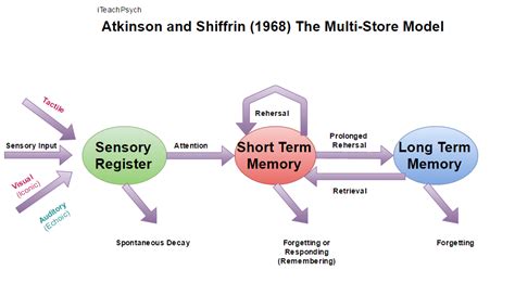 Psych Support — Memory The Multi Store Model