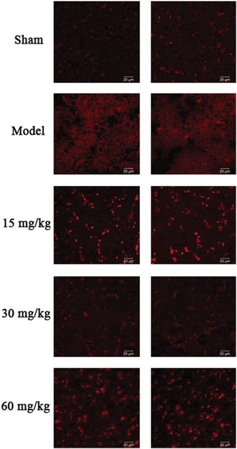 Effect Of Compound 6 On Ros Production Assessed By Dhe Staining Download Scientific Diagram