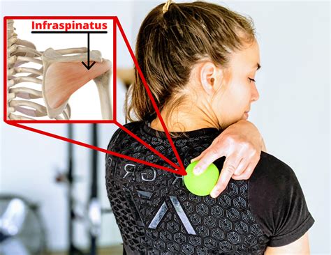 8 Infraspinatus Exercises To Build A Strong Rotator Cuff Facts And Physio