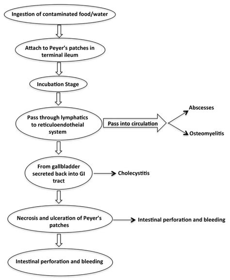 Typhoid Enteric Fever Part 1 Virtual Library