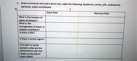 1 Draw A Monocot Root And A Dicot Root Label The Following Epidermis Cortex Pith