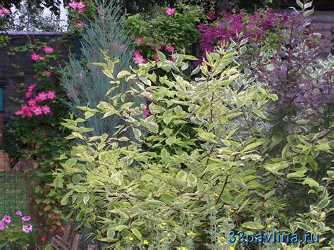 Дерен в ландшафтном дизайне 61 фото красивые картинки и Hd фото