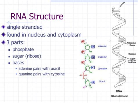 Ppt Rna Notes Powerpoint Presentation Free Download Id