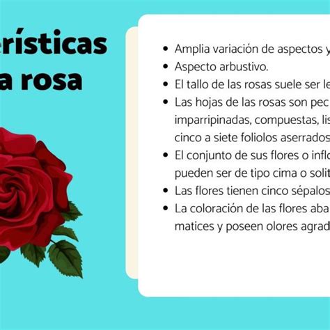 Esposa Marioneta Fascismo Caracteristicas De Las Rosas Plantas