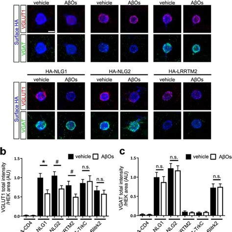 Structural Models Of α Neurexin The Diagram Visualizes Download Scientific Diagram