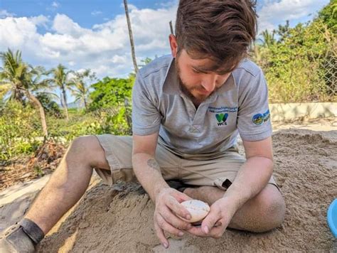 រកឃើញពងអណ្តើកហ្លួងសរុបចំនួន២០៦គ្រាប់