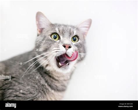 Poorly Cat Licking Lips