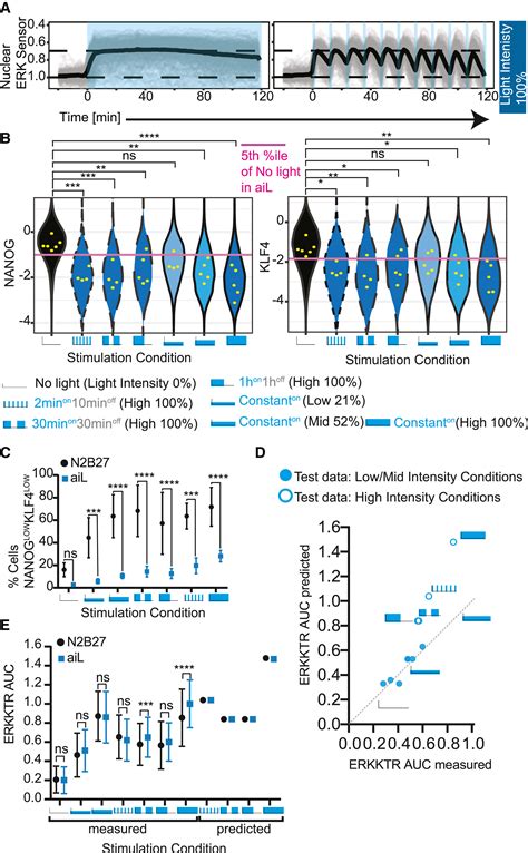 Optogenetic Manipulation Identifies The Roles Of Erk And Akt Dynamics In Controlling Mouse