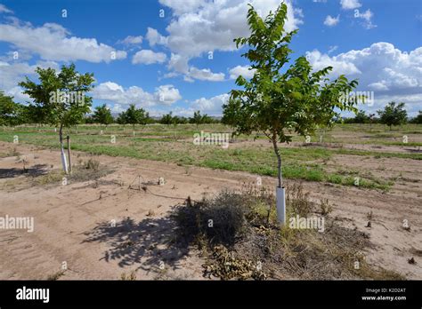 Arizona Desert Trees Hi Res Stock Photography And Images Alamy