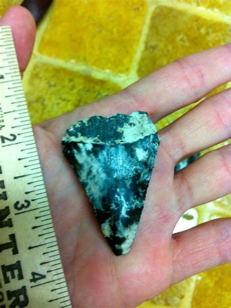 Fl Member Collections The Fossil Forum