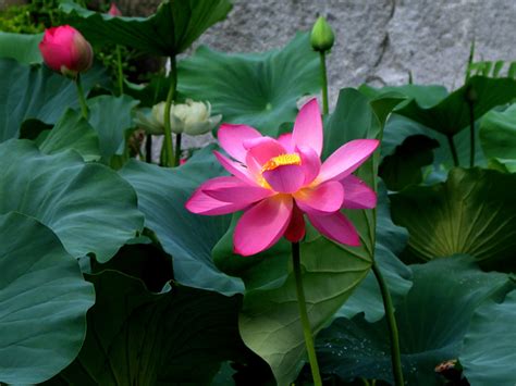 Freeboard 아름다운 연꽃 처럼 퍼옴