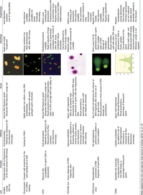 Different Techniques To Measure Sperm Dna Fragmentation Download