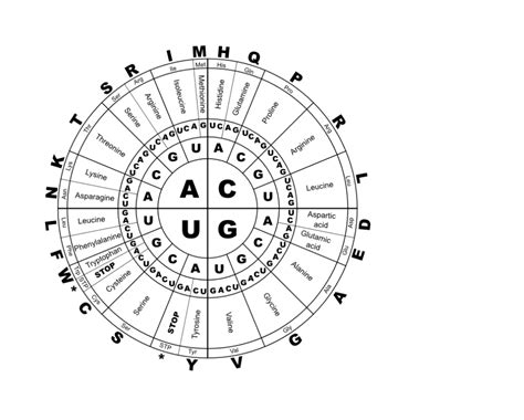 Solved Genetic Code Worksheet 2 After You Have Completed