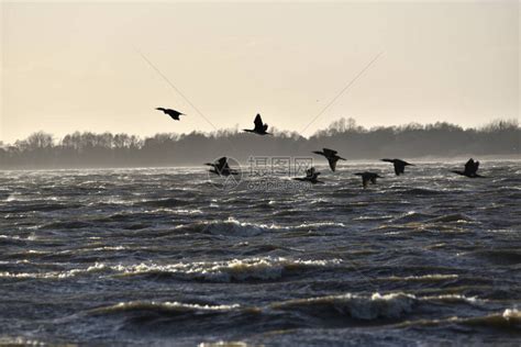 鸬鹚的钥匙逆风飞翔高清图片下载 正版图片503994618 摄图网