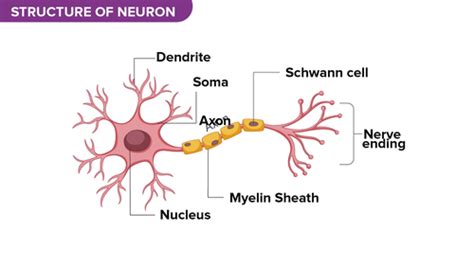 Neuro Lecture Nerons Action Potential Flashcards Quizlet