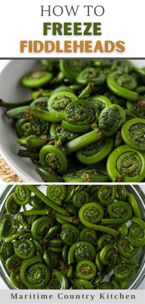 How To Freeze Fiddleheads Recipe In 2024 Fiddlehead Recipes Spring