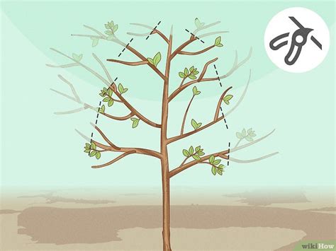 How To Prune Apple Trees Timing Process Explained