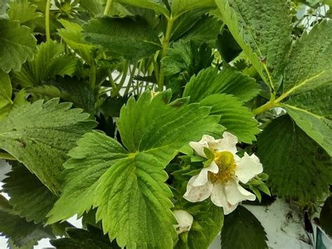 Top Fe Foliar Treatment Download Scientific Diagram