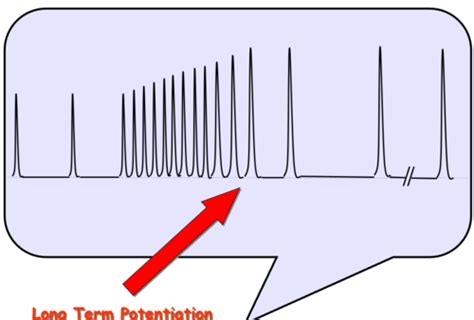 Learning And Memory Flashcards Quizlet