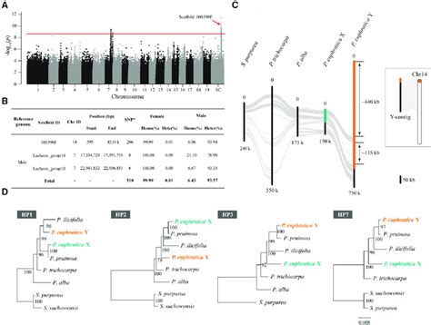 Xy Sex Determination On Chromosome 14 In Populus Euphratica A
