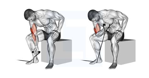Lever Bicep Curl Guide Benefits And Form