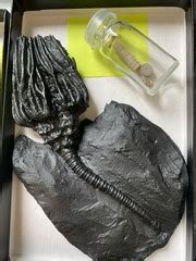 Fossil Lab Quiz Quizlet