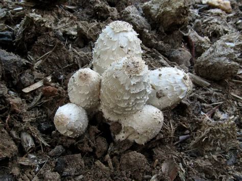 Coprinus Sterquilinus The Ultimate Mushroom Guide