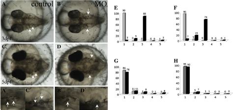Otolith Numbers Are Reduced After Osx Knock Down Ab Cd Dorsal