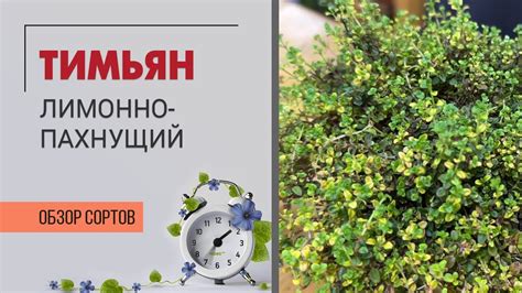 Тимьян или чабрец лимоннопахнущий Тимьян на подоконнике Youtube
