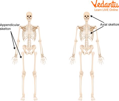 Skeletal System Facts Learn Important Terms And Concepts