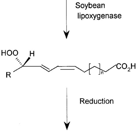 Soybean Lipoxygenase Catalyzed Oxidation Of 1 4 Dienes Download Scientific Diagram