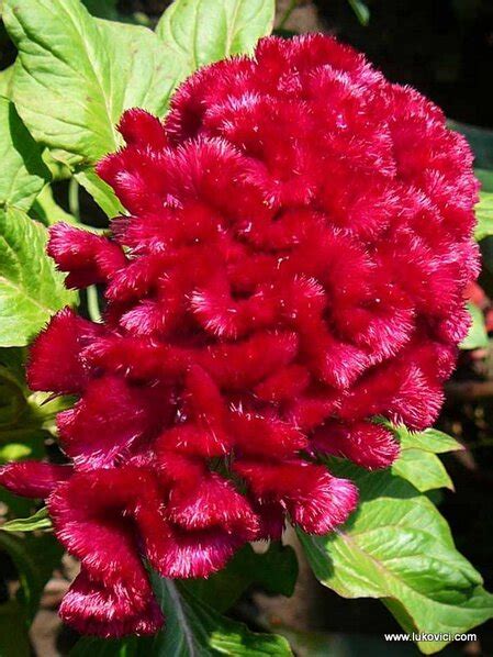 СЕМЕНА НА ПЕТЛЬОВ ГРЕБЕН Семена за цветя