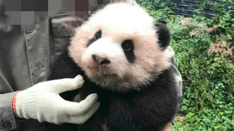 大熊猫胖大海屎大海与瑛华妈咪的二三事 哔哩哔哩