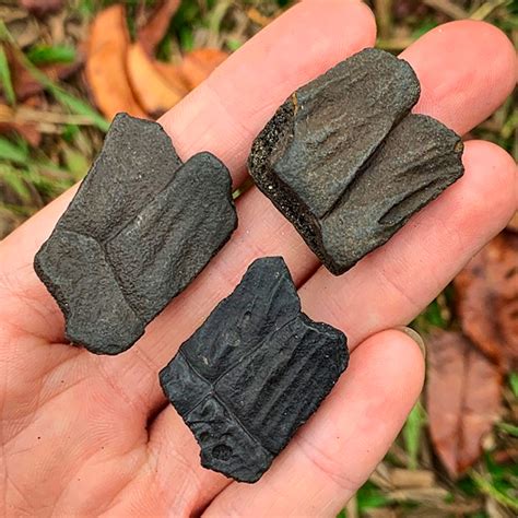 Fossil Turtle Shell Group Deal Pleistocene Of Florida Paleocris