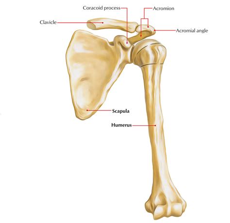 Scapula Coracoid Process