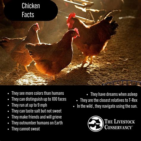 The Farm Store Will Be Closed Today Two Dachshund Farm Facebook