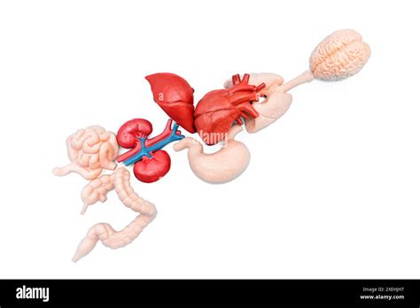 Collection Of Of Anatomical Models Of The Essential Human Organs All Arranged In Anatomically