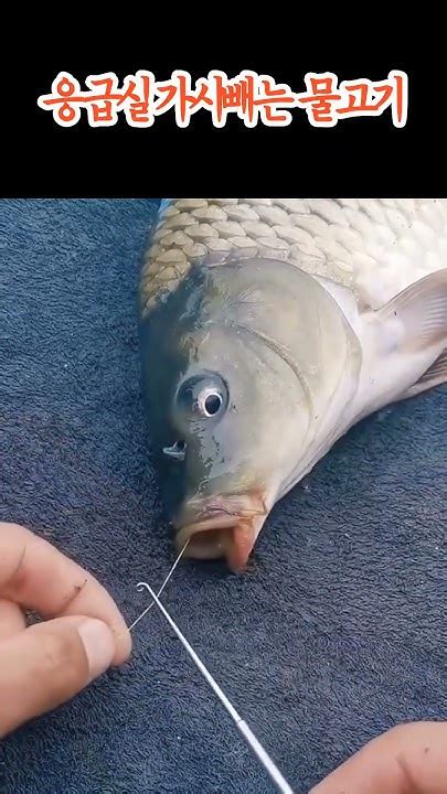 응급처치 받는 물고기 Youtube