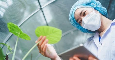 현대 온실의 농업 정원 식물 농장의 자연 꽃 유기농 식품을위한 채소 잎 농장 식물학 원예 재배 산업 햇빛 환경으로 종자 성장 사진 Unsplash의 봄 이미지