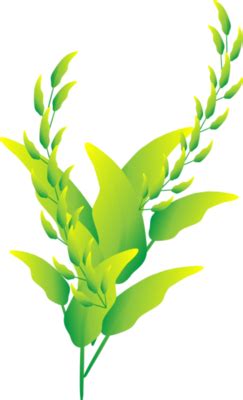 Tree Leaves PNGs For Free Download