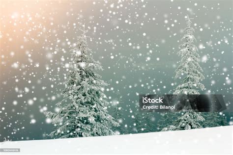 동화 겨울 풍경입니다 눈과 서 리 산 경사에 소나무 푸른 하늘에 밝은 태양 광선에 의해 점화 하 고 떨어지는 눈송이 우주 배경 복사 새 해 복 많이 받으세요 그리고 메리