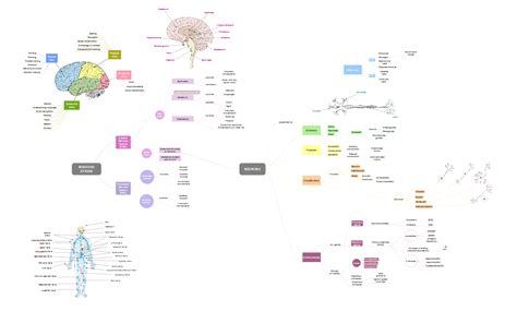 Nervous System Mind Map Template