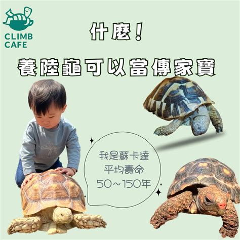 你們知道其實陸龜很長壽嗎 以店長萬萬為例 他是蘇卡達象龜 是世界第三大陸龜平均壽命 長達50150年 那為什麼陸龜很長壽呢主要有幾個