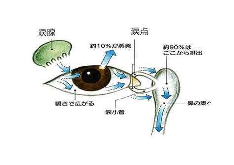 猫が涙目：片目だけの場合の原因と対処法