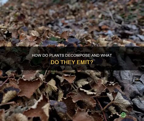 How Do Plants Decompose And What Do They Emit Shuncy